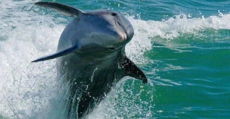 Madeira Beach: Egmont Key Snorkeling and Dolphin Cruise - Who Should Consider This Tour?