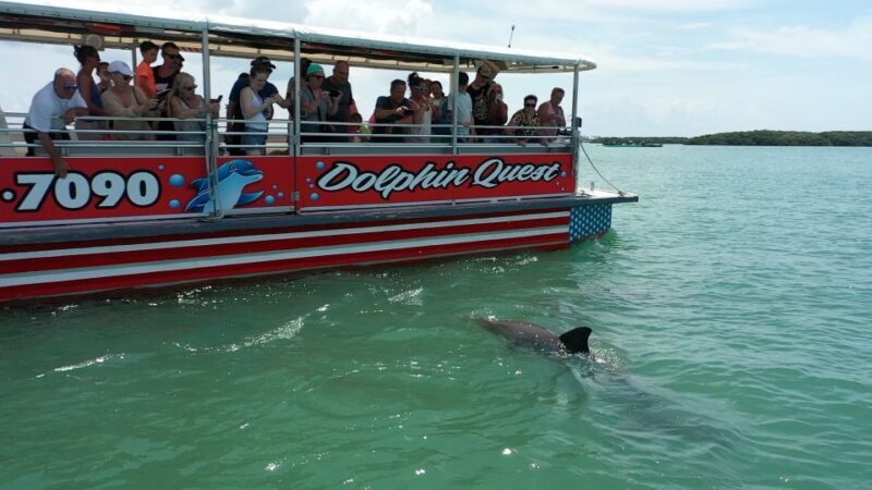 Madeira Beach: Guided Dolphin Watching Eco-Friendly Cruise - Key Points