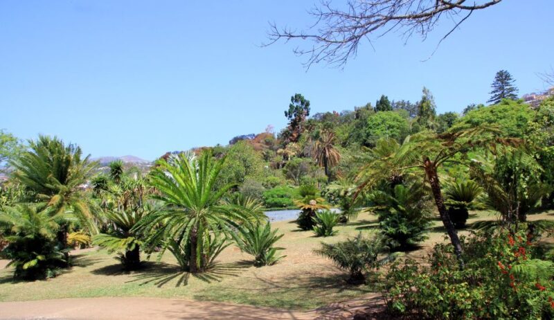Madeira: Botanical Garden in a Tuk-Tuk Tour - Why This Tour Works Well
