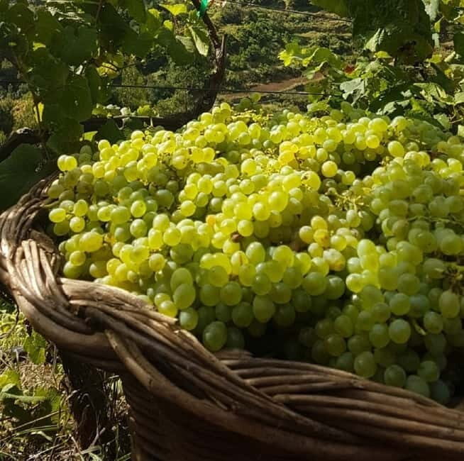 Madeira: Cabo Girão, Wines Experience and Dolphins Watching - FAQs