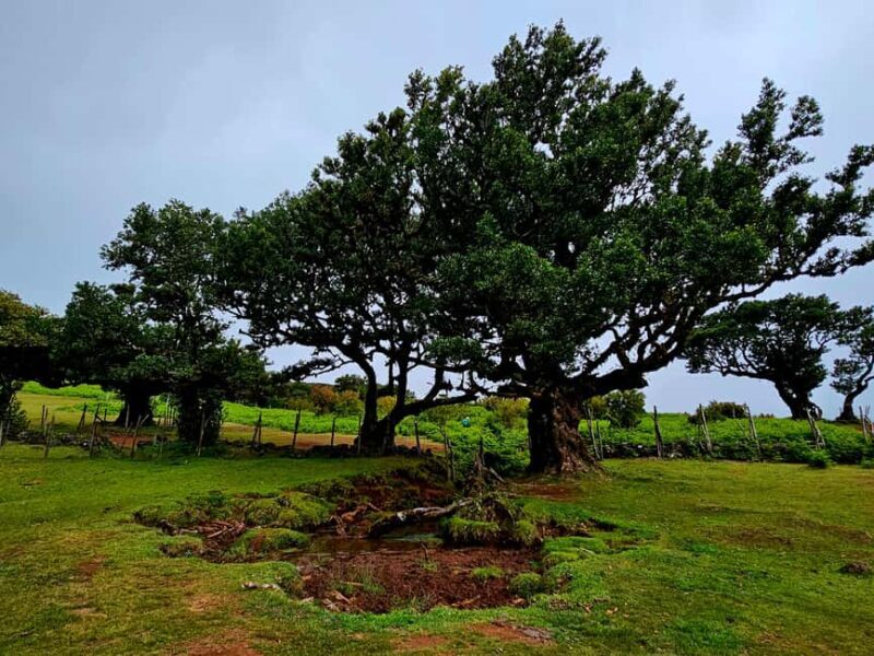 Madeira: Comfortable private tour with views and local guide (up to 4 people) - Who Will Love This Tour?