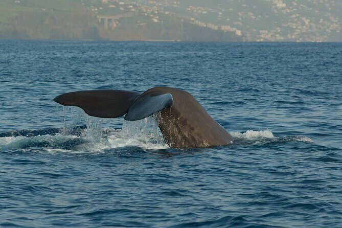 Madeira Dolphin & Whale Watching Tour - What Makes the Experience Special?