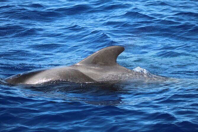 Madeira Dolphin & Whale Watching Tour - Practical Tips for a Better Experience