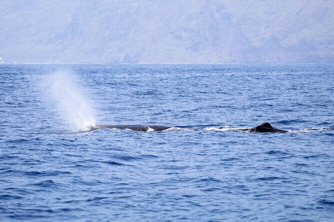 Madeira Dolphin & Whale Watching Tour - Frequently Asked Questions