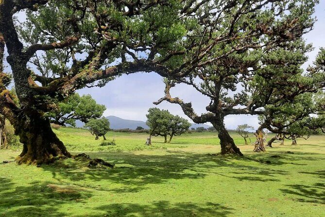 Madeira: Experiência 4WD Skywalk para Seixal Porto Moniz, Fanal - FAQ