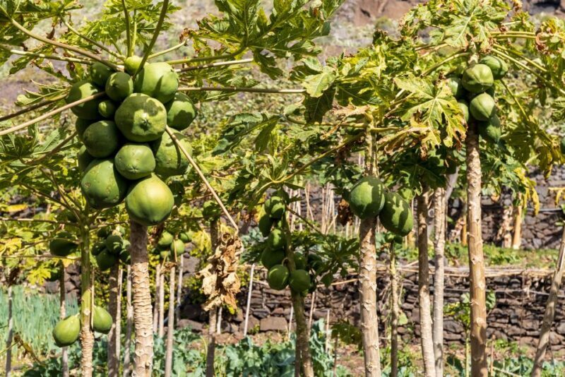 Madeira: Faja dos Padres Private Sightseeing Tour - In The Sum Up — Is This Tour Worth It?