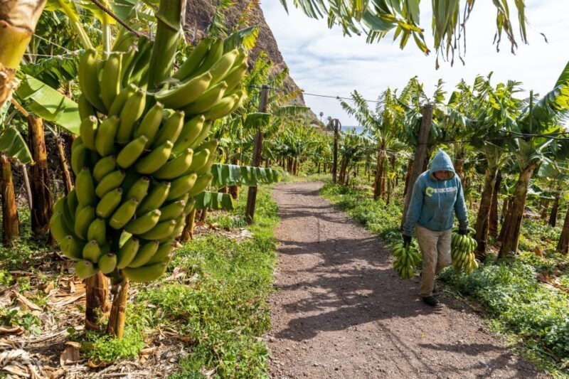 Madeira: Faja dos Padres Private Sightseeing Tour - FAQ