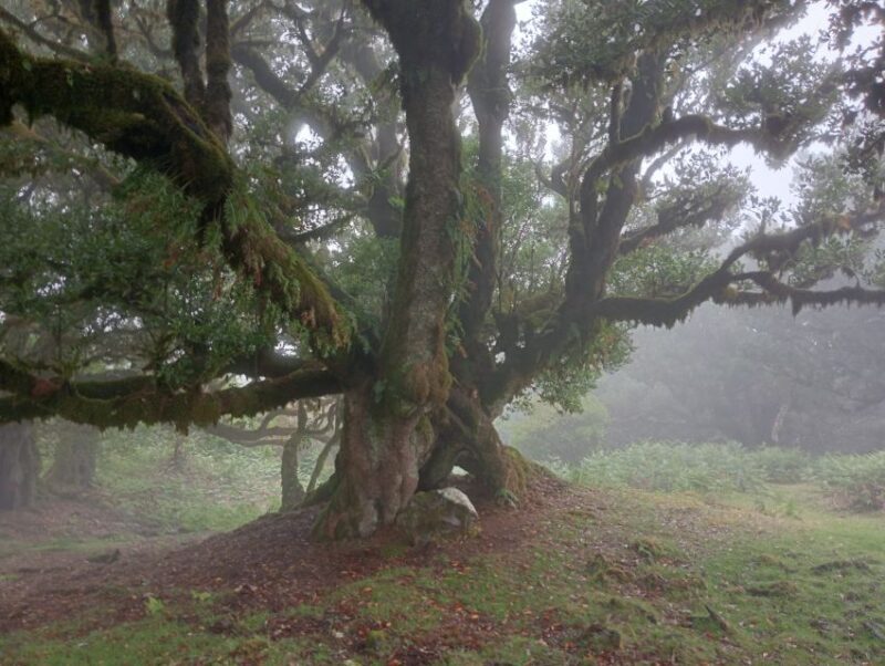 Madeira: Fanal Forest Guided Hiking Tour - Key Points