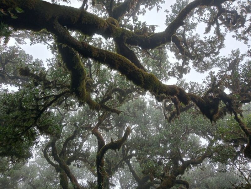 Madeira: Fanal Forest Guided Hiking Tour - A Closer Look at the Madeira: Fanal Forest Guided Hiking Tour