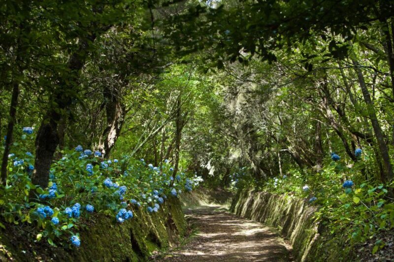 Madeira: Full-Day Laurel Forest Guided Walking Tour - Key Points