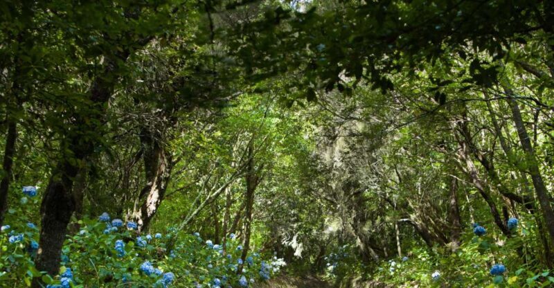 Madeira: Full-Day Laurel Forest Guided Walking Tour - Reaching Caldeirão Verde Waterfall