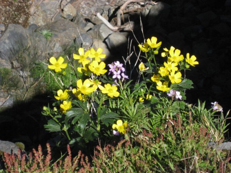 Madeira: Full-Day Pico Ruivo / Achada do Teixeira Walk - Who Should Book This Tour?