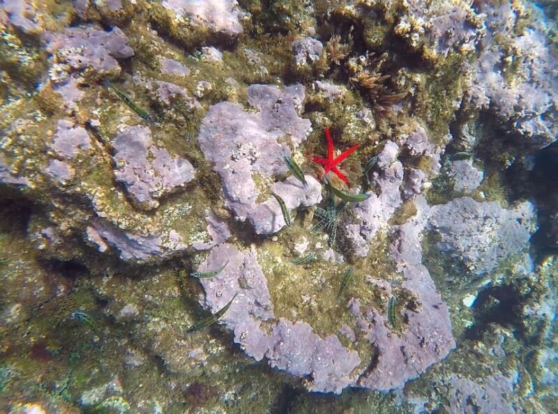 Madeira: Garajau Nature Reserve Kayak and Snorkel Tour - Secluded Beaches and Natural Landmarks