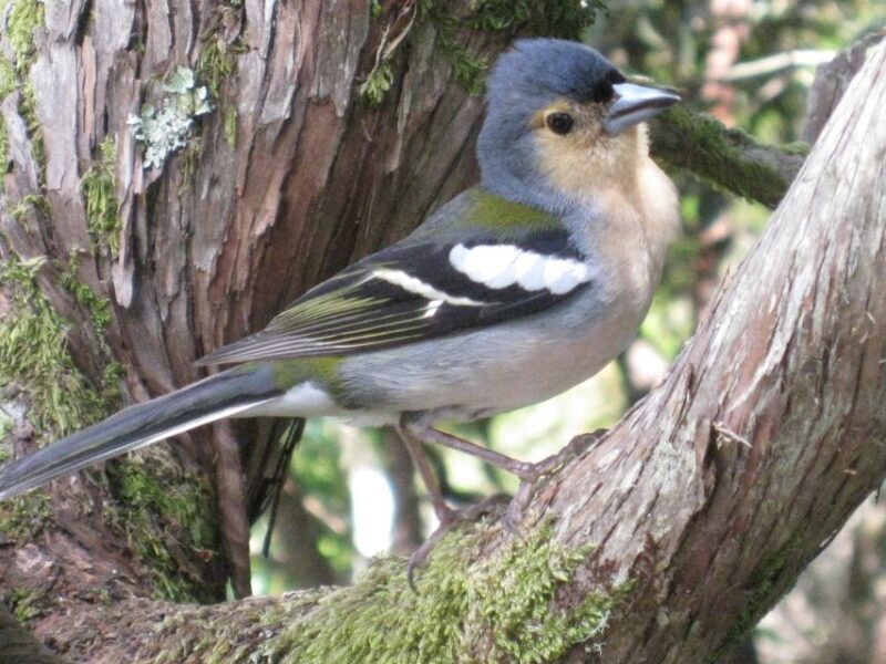 Madeira: Guided Full-Day Rabaçal Walk - A closer look at what makes this tour stand out
