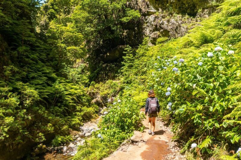 Madeira: Jungle Fever Levada Caldeirao Verde Hike Santana - Authentic Experiences and Guides  