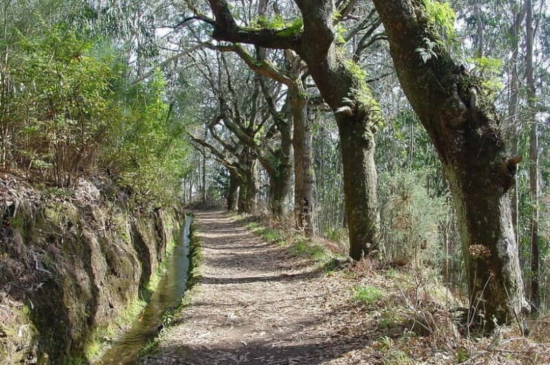 Madeira: Levada Paradise Valley Scenic Walk - Exploring the Levada Paradise Valley Scenic Walk