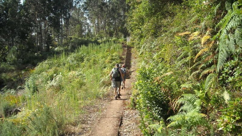 Madeira: Levada Referta  Castelejo Guided Walk - Key Points