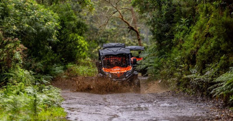 Madeira: Off-Road Buggy Adventure Through Laurissilva Forest - An In-Depth Look at the Madeira Off-Road Buggy Experience