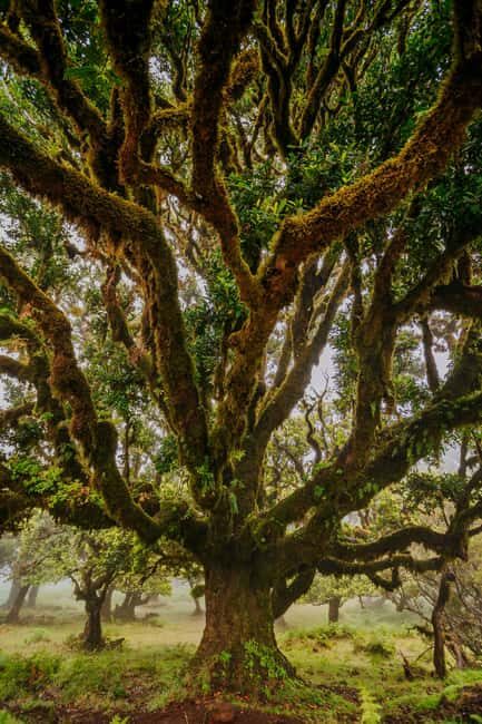 Madeira: PR 18 - Levada do Rei Hike Transfer with Host - Exploring the Itinerary in Detail