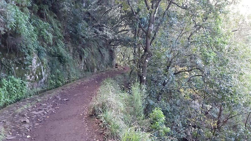Madeira: Private 1.5-Kilometer Levada dos Balcões Hike PR11 - Final Thoughts: Is This Tour Worth It?