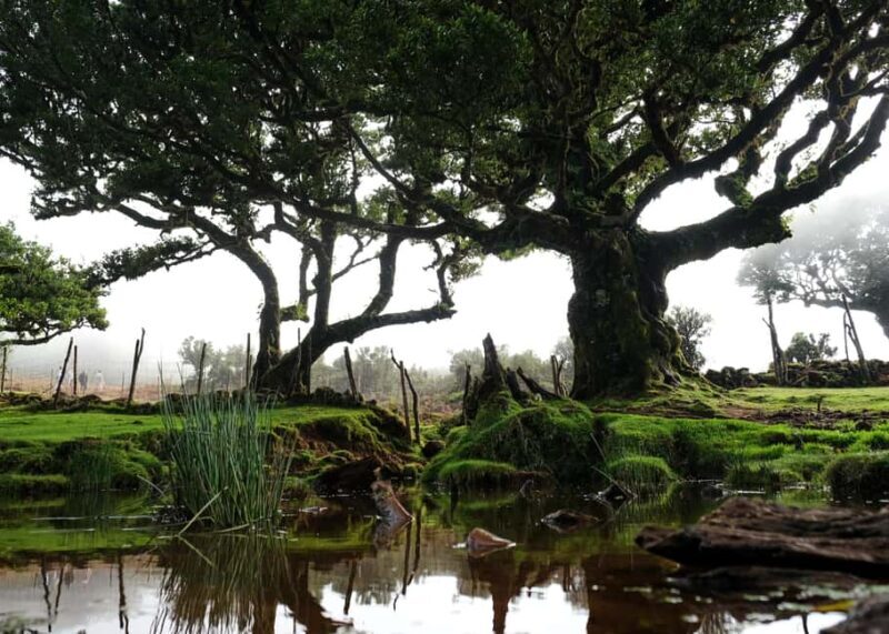Madeira: PRIVATE 4x4 Jeep Tour - Final Thoughts