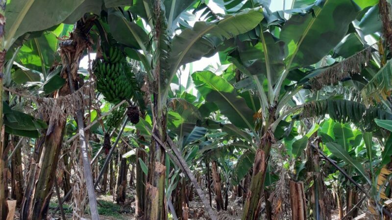 Madeira: Private Banana Farm Tour with Pickup - What to Expect from the Banana Farm Tour