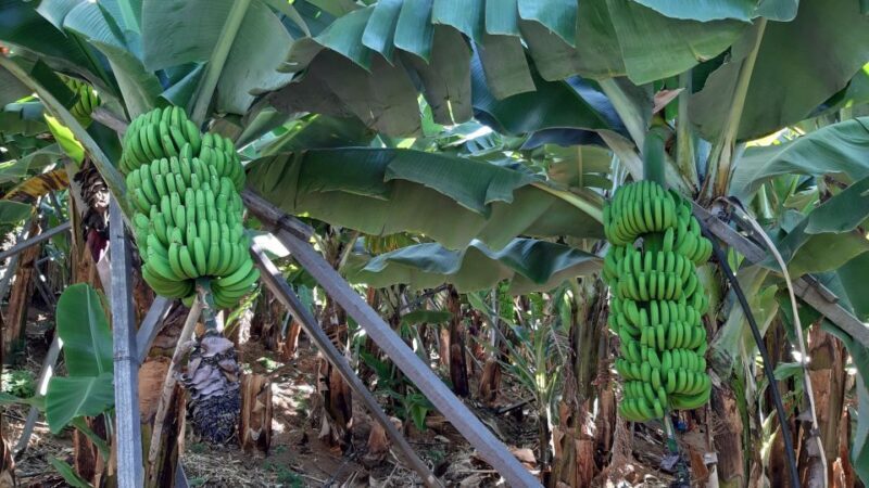 Madeira: Private Banana Farm Tour with Pickup - Who Should Consider This Tour?