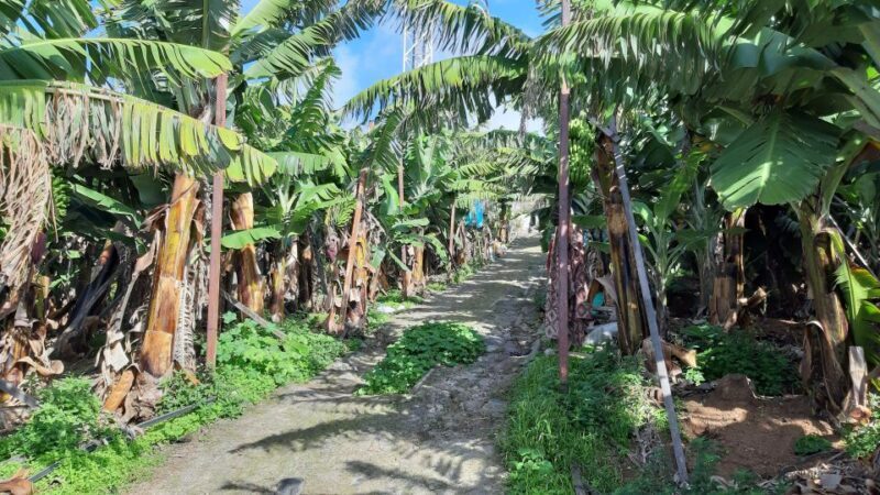 Madeira: Private Banana Farm Tour with Pickup - Final Thoughts