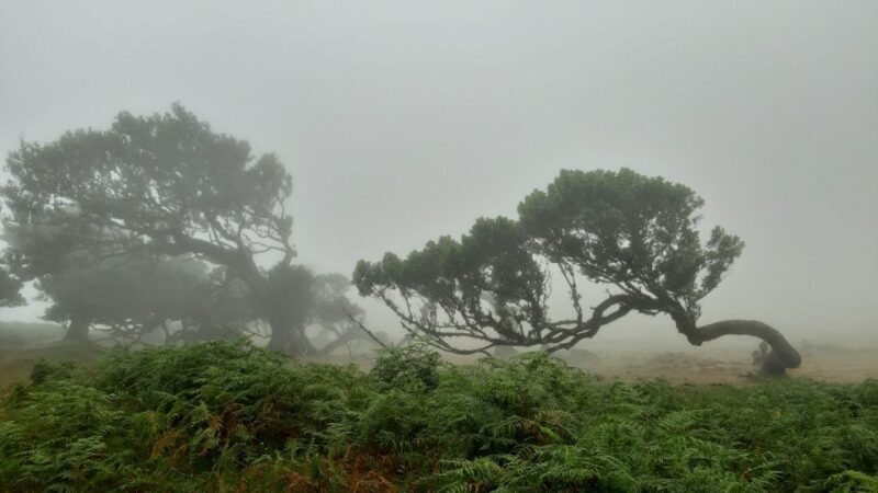 Madeira: Private Tour of Fanal Forest - An In-Depth Look at the Fanal Forest Private Tour