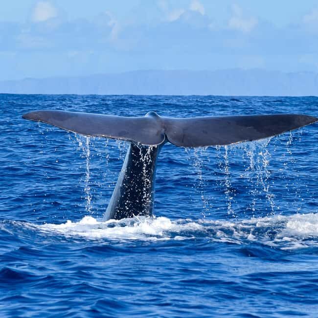 Madeira: Responsible Whales and/or Dolphins Watching Tour - Introduction