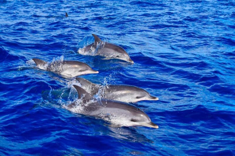 Madeira: Responsible Whales and/or Dolphins Watching Tour - Key Points