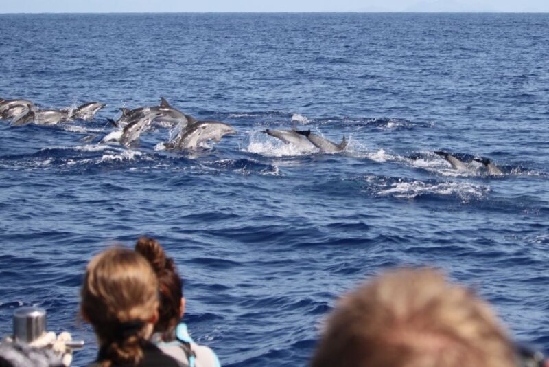 Madeira: Responsible Whales and/or Dolphins Watching Tour - In-Depth Tour Breakdown