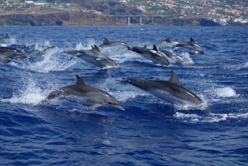 Madeira: Responsible Whales and/or Dolphins Watching Tour - The Value of the Experience