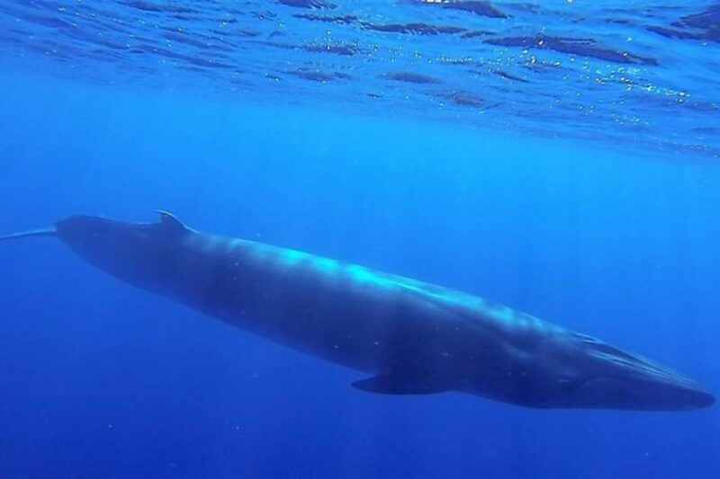 Madeira: Responsible Whales and/or Dolphins Watching Tour - Who Would Love This Tour?