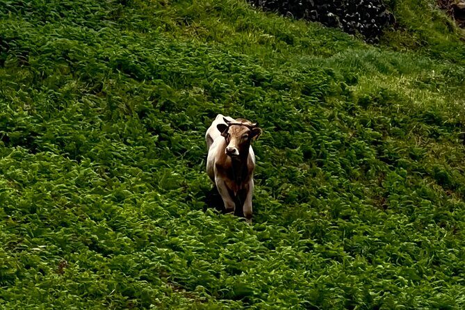 Madeira surprise tour - Ponta do Sol and Angels Waterfall  