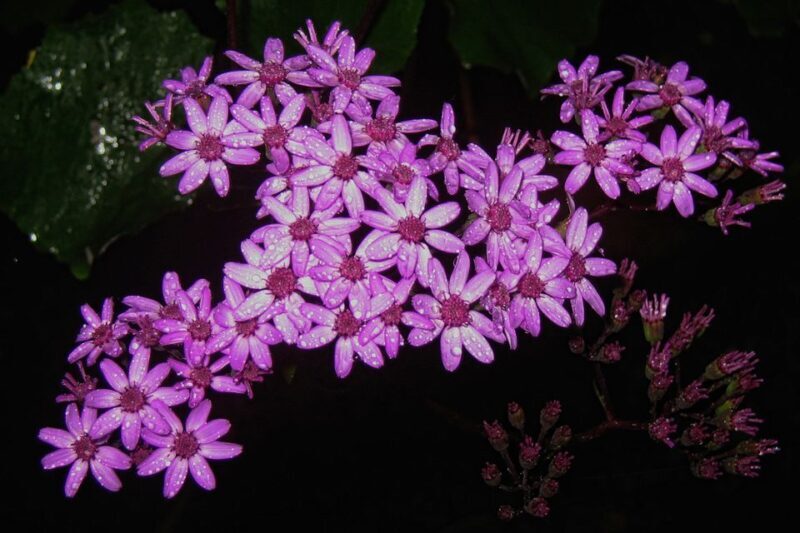 Madeira Walks - Rabaçal and the 25 Fountains - FAQ