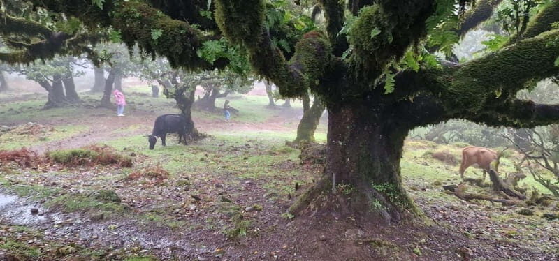 Madeira West Island Full-Day Tour with Fanal Forest - Authentic Experiences & Reviews