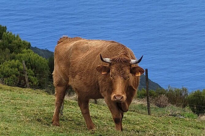 Madeira West side: Cabo Girão, Seixal & more  Full Day Tour - Who Will Love This Tour?