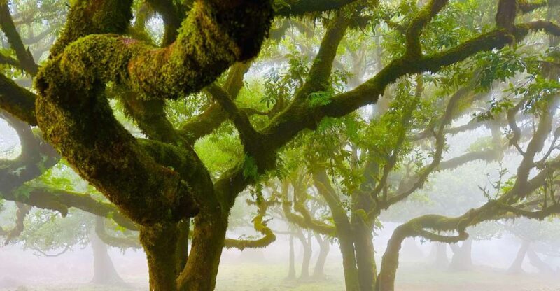 Madeira: Western Madeira Guided Trip & Fanal Mystic Forest - Who Is This Tour Best For?  