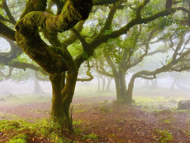 Madeira: Western Madeira Guided Trip & Fanal Mystic Forest - Final Thoughts  