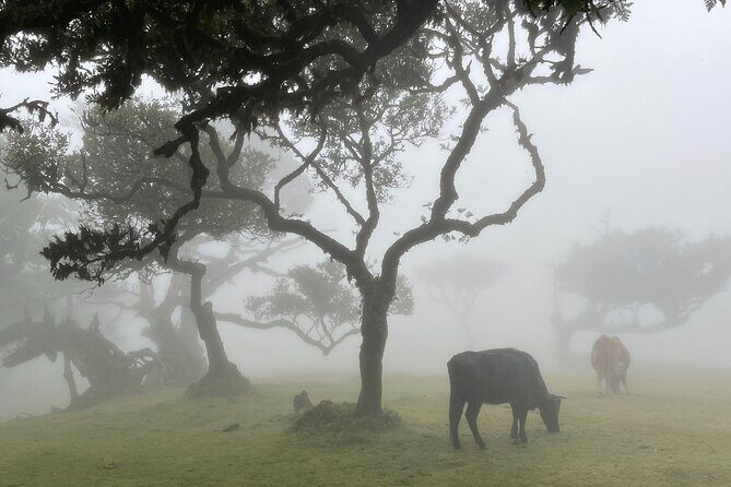 Madeira Westside Achadas da Cruz, Porto Moniz, Seixal and Fanal - What to Expect from the Tour