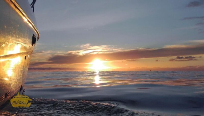 Madeira: Whale and Dolphin Watching Private Cruise - Practical Details & Considerations