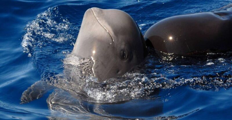 Madeira: Whale and Dolphin Watching Tour - Practical Tips for a Smooth Experience