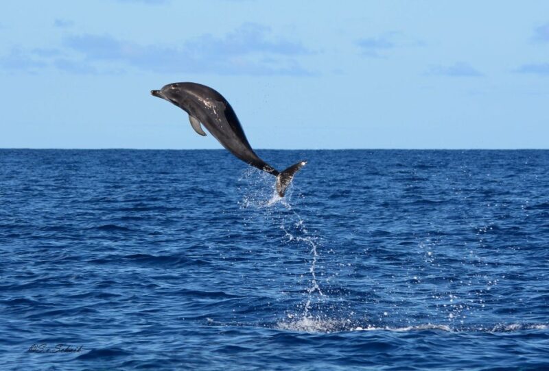 Madeira: Whale and Dolphin Watching Tour - What Not to Expect