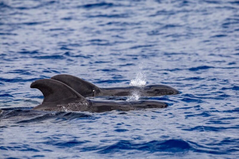 Madeira: Whale and Dolphin Watching Tour - Final Thoughts: Who Is This Tour For?