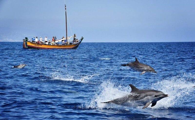 Madeira: Whale Watching Excursion in a Traditional Vessel - A Closer Look at the Madeira Whale Watching Tour