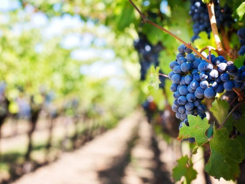 Madeira: Wine Safari Jeep Tour with Local Guide - Exploring the Madeira Wine Safari Jeep Tour
