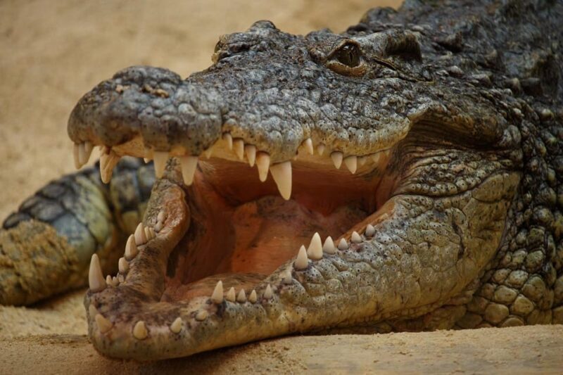 Madrid: Faunia Entry Ticket - What to Expect at Faunia Madrid