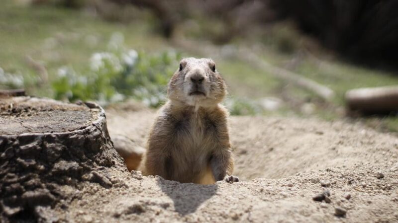 Madrid: Faunia Entry Ticket - FAQ