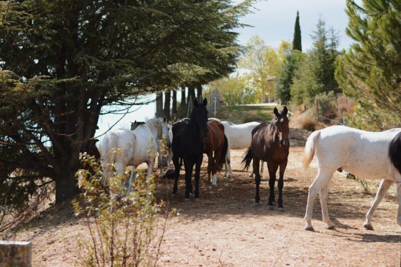 Madrid: Horse Riding in Sierra del Guadarrama National Park - Final Thoughts